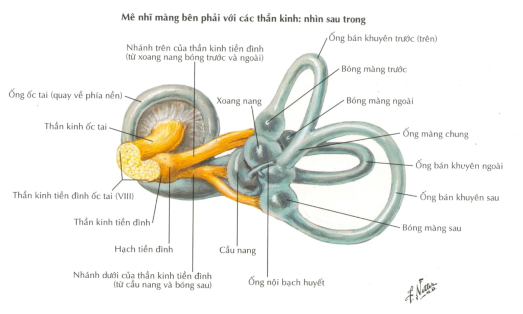 Tai Và Thần Kinh Tiền Đình Ốc Tai - Giải Phẫu Y Hà Nội